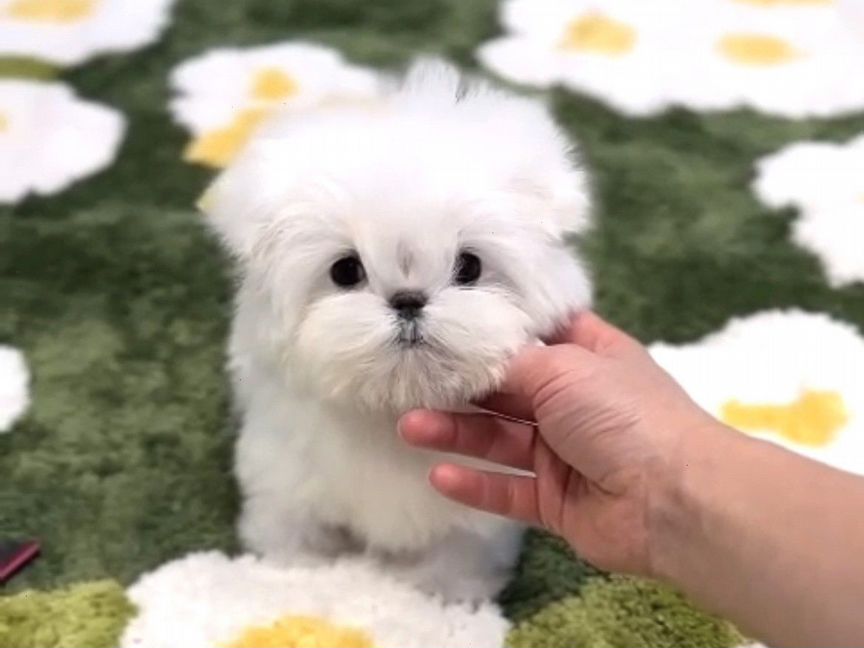 Щенок девочка мальтезе из Кореи