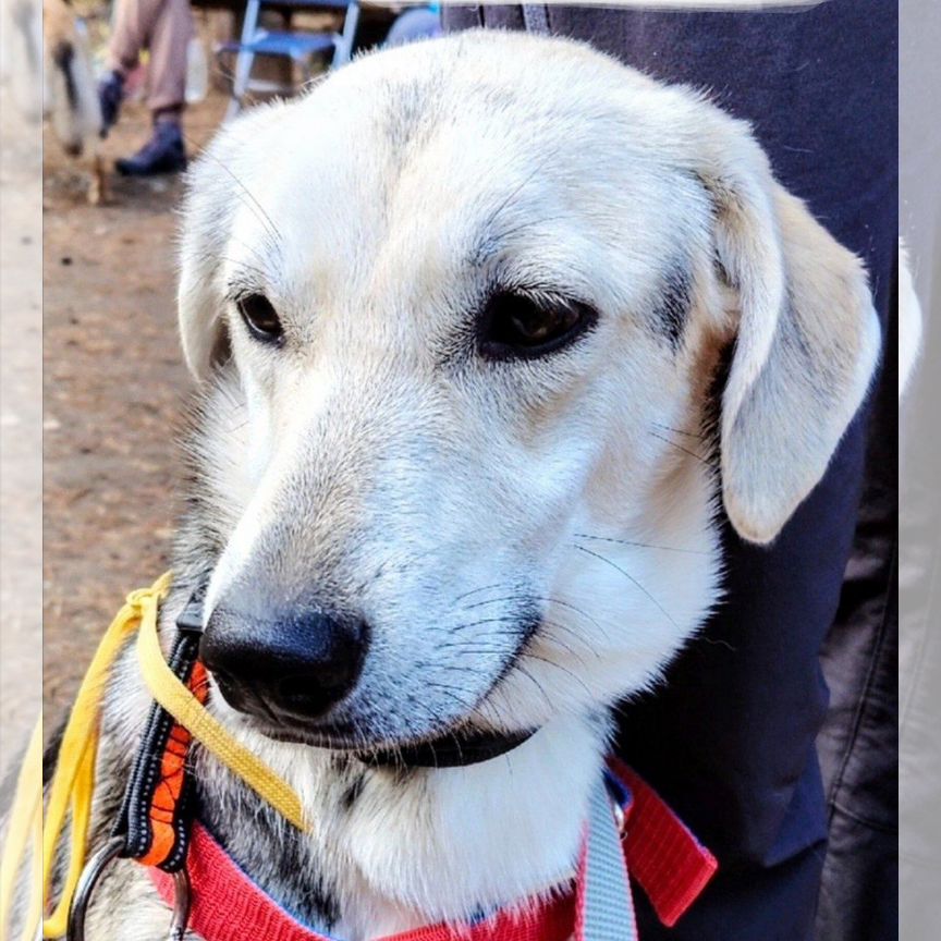 Красивая собака Пыженька ищет дом