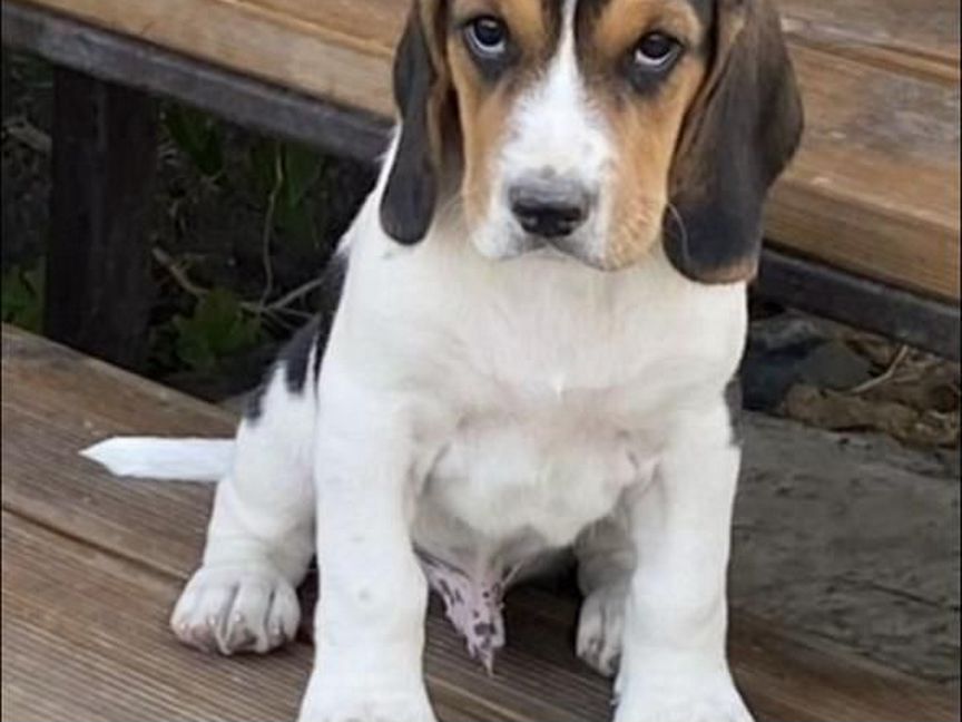 Эстонская гончая щенки