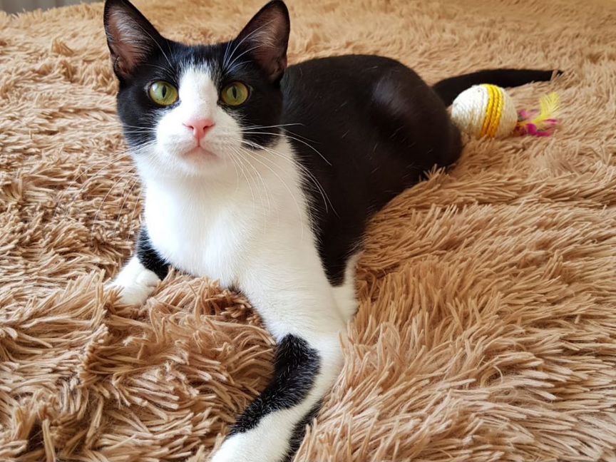 Кот в добрые руки