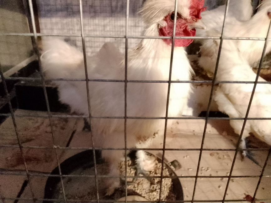 Петухи разные молодые