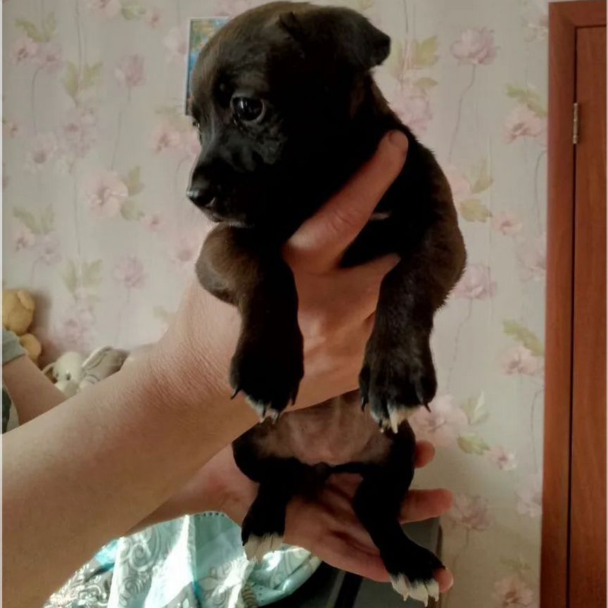 Русский той-терьер, щенок