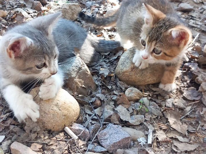 Котята в добрые руки бесплатно мальчик