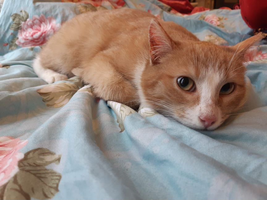 Котенок мальчик Марк 5 мес ищет дом