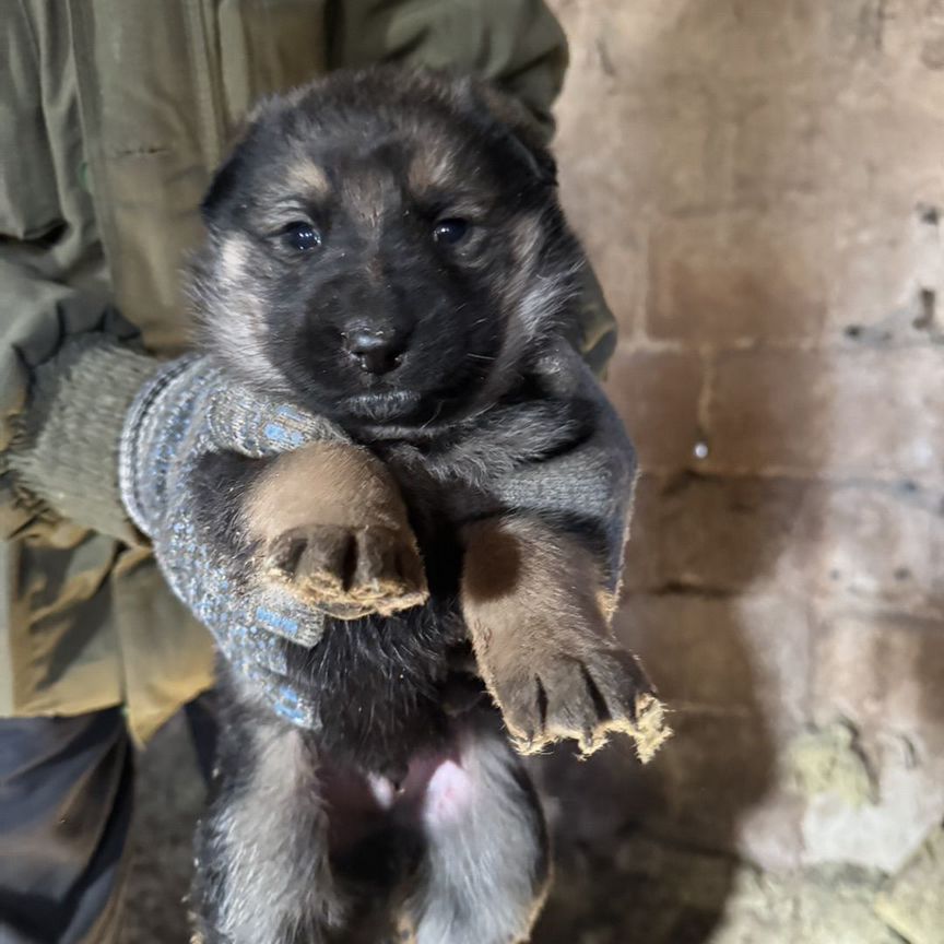 Отдам в добрые руки щенят немецкой овчарки