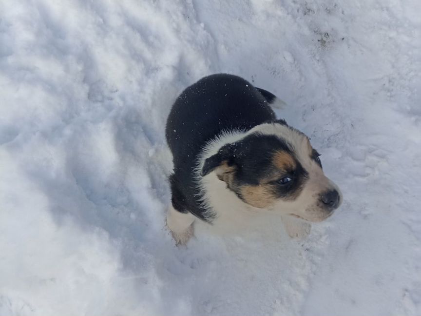 Отдам бесплатно