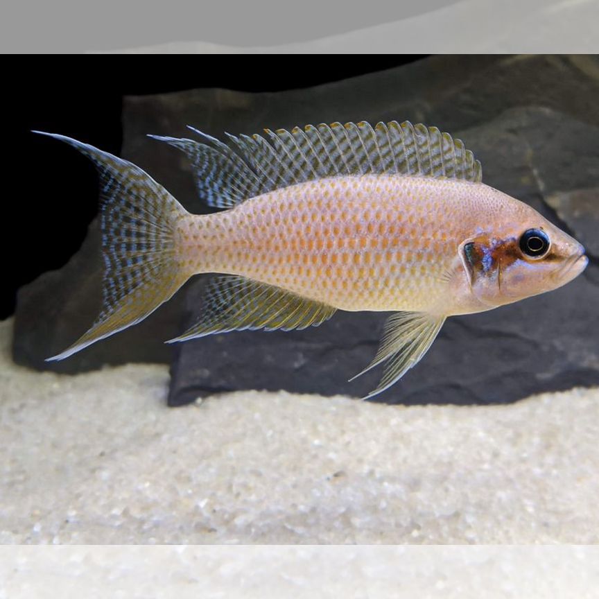 Цихлиды Принцесса Бурунди