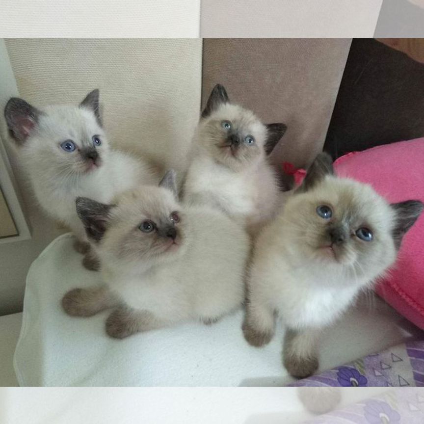 Котёнок от частного владельца