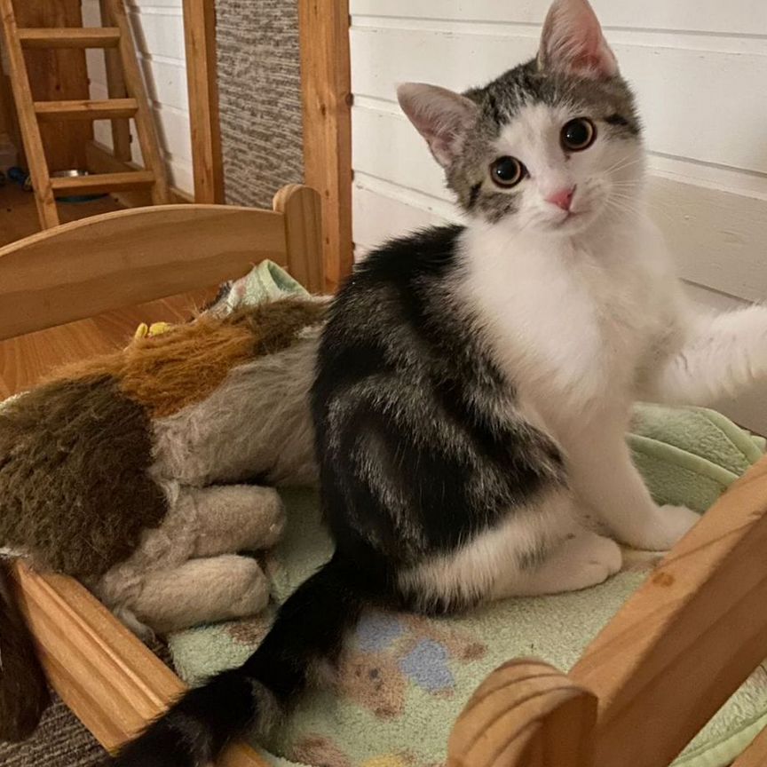 Котята в добрые руки приучены к лотку