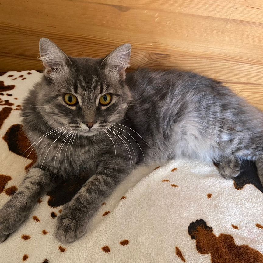 Отдаем в добрые руки