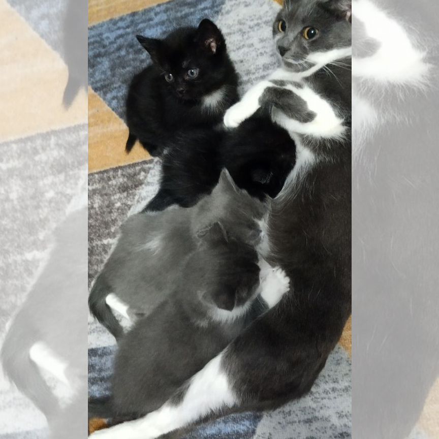 Котёнок от частного владельца