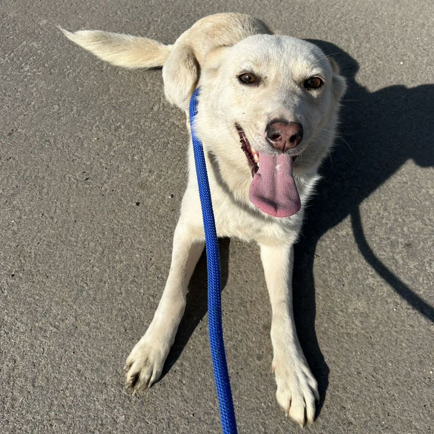 Собака в добрые руки бесплатно