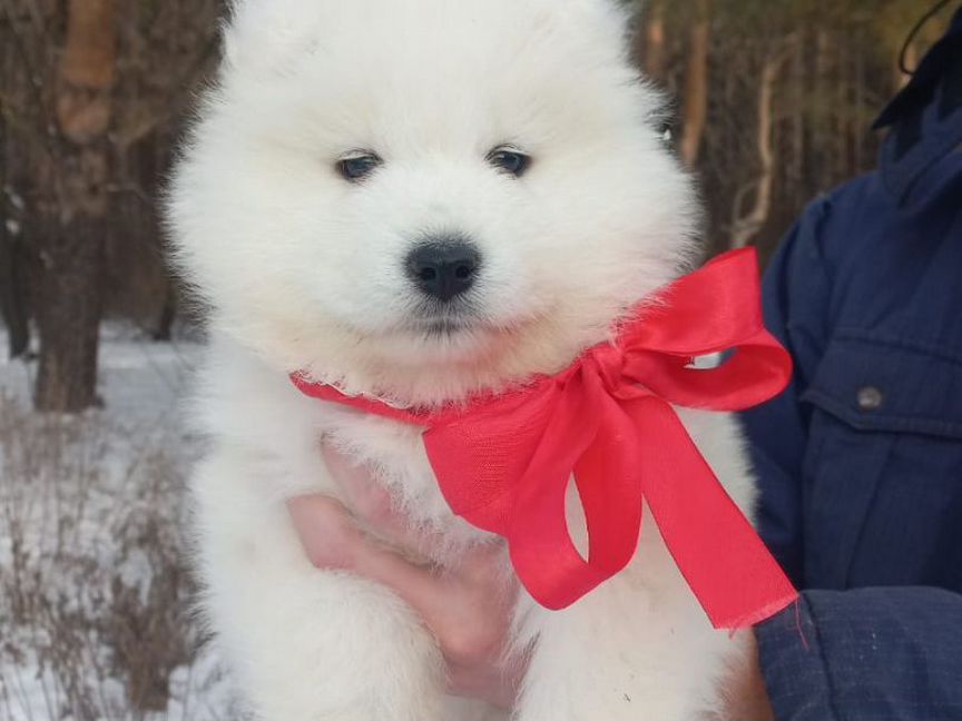 Самоедская лайка