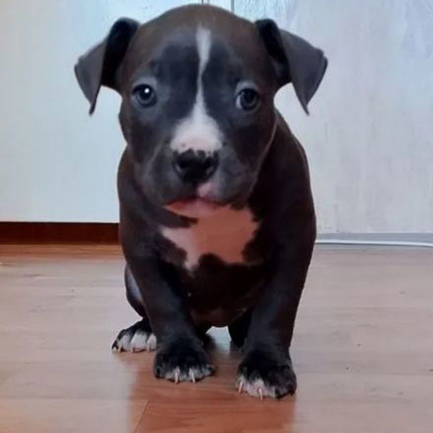 Щенок Американский булли