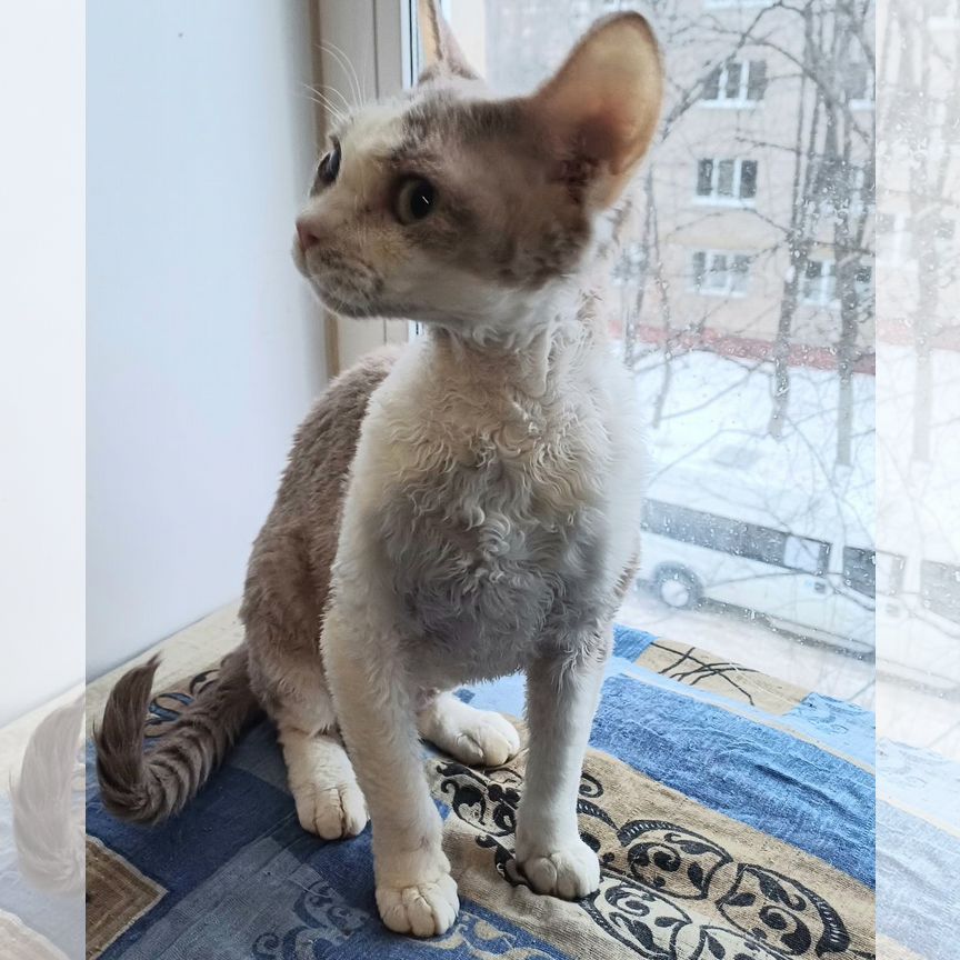 Кошка девон рекс