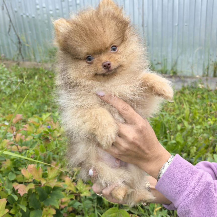 Померанский шпиц, щенок