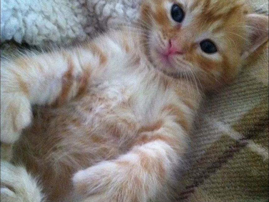 Лапочка мальчик рыжий котик котенок