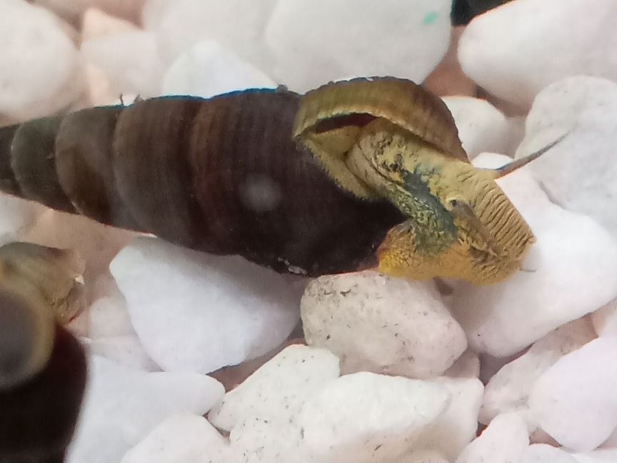 Улитка кролик