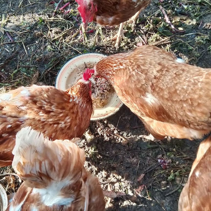 Куры несушки 11 штук