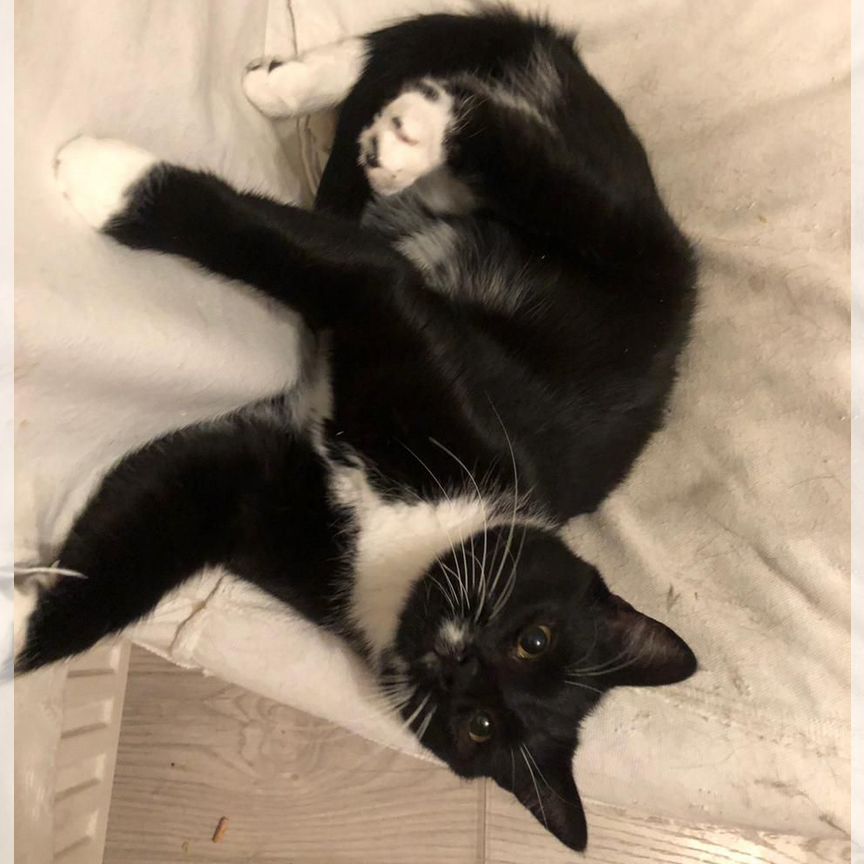 Взрослый кот в добрые руки