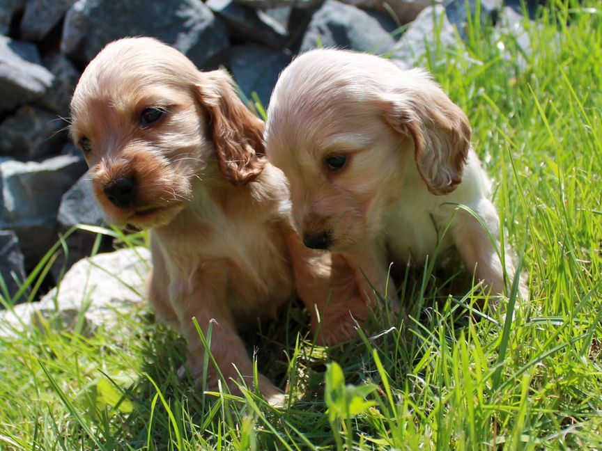 Щенки Английского Кокер-Спаниеля