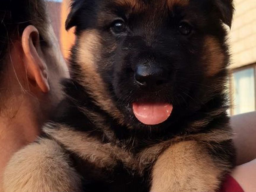 Щенки -надежная охрана немецких овчарок