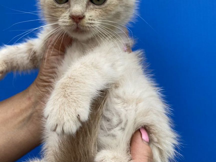 Чудо- котик