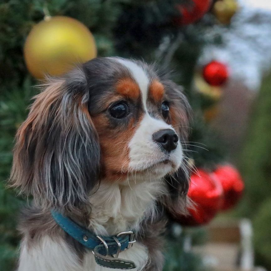 Кавалер кинг-чарльз-спаниель, щенок