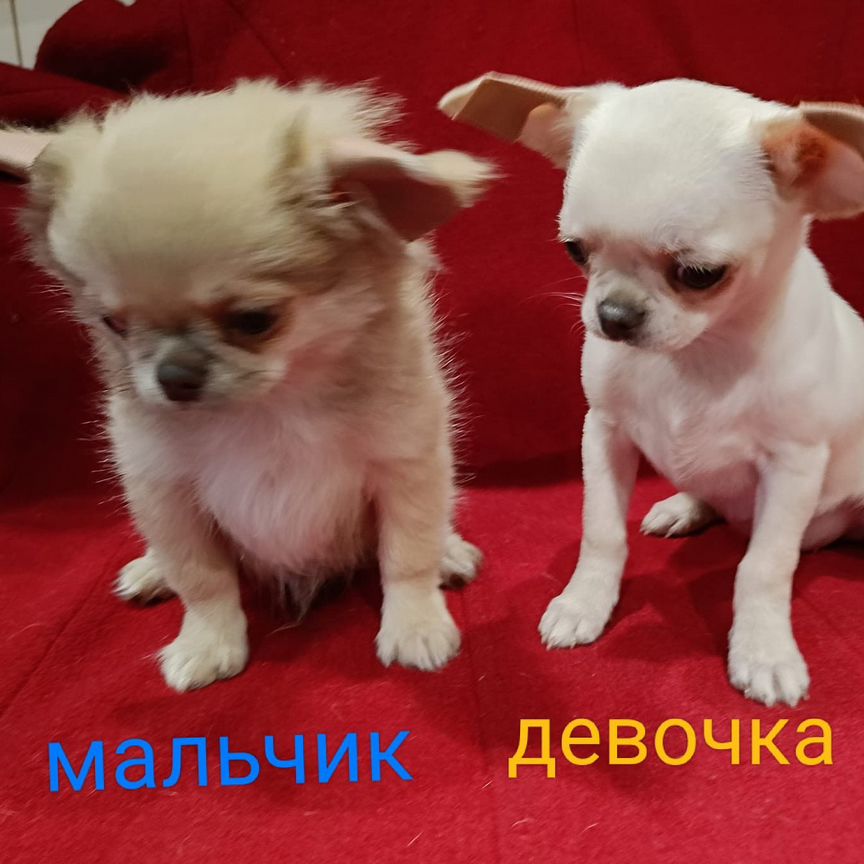Щенки чихуахуа