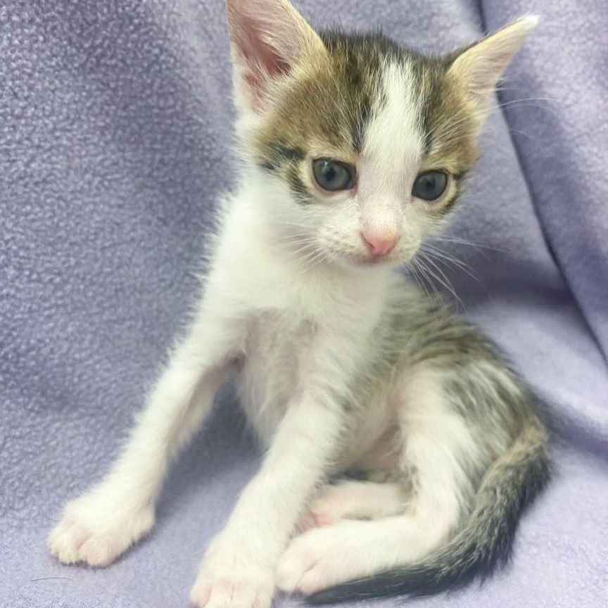 Котенок мальчик в добрые руки