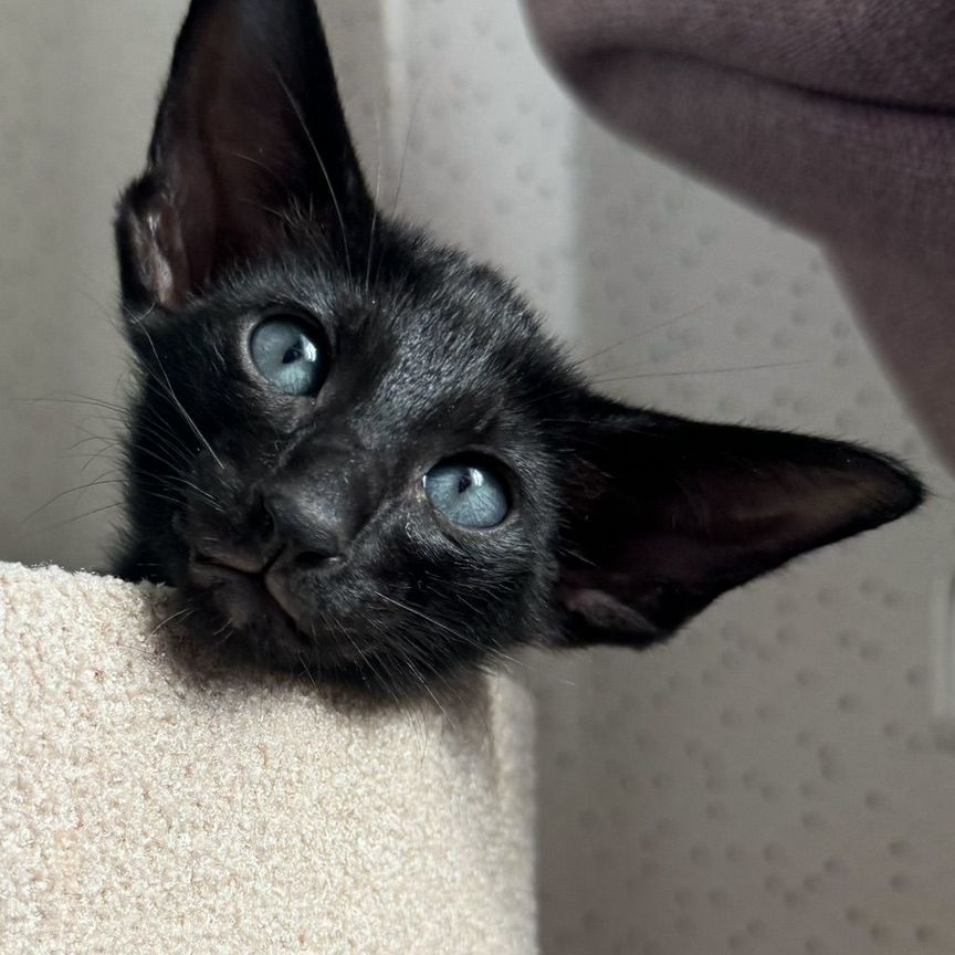 Ориентальные котята