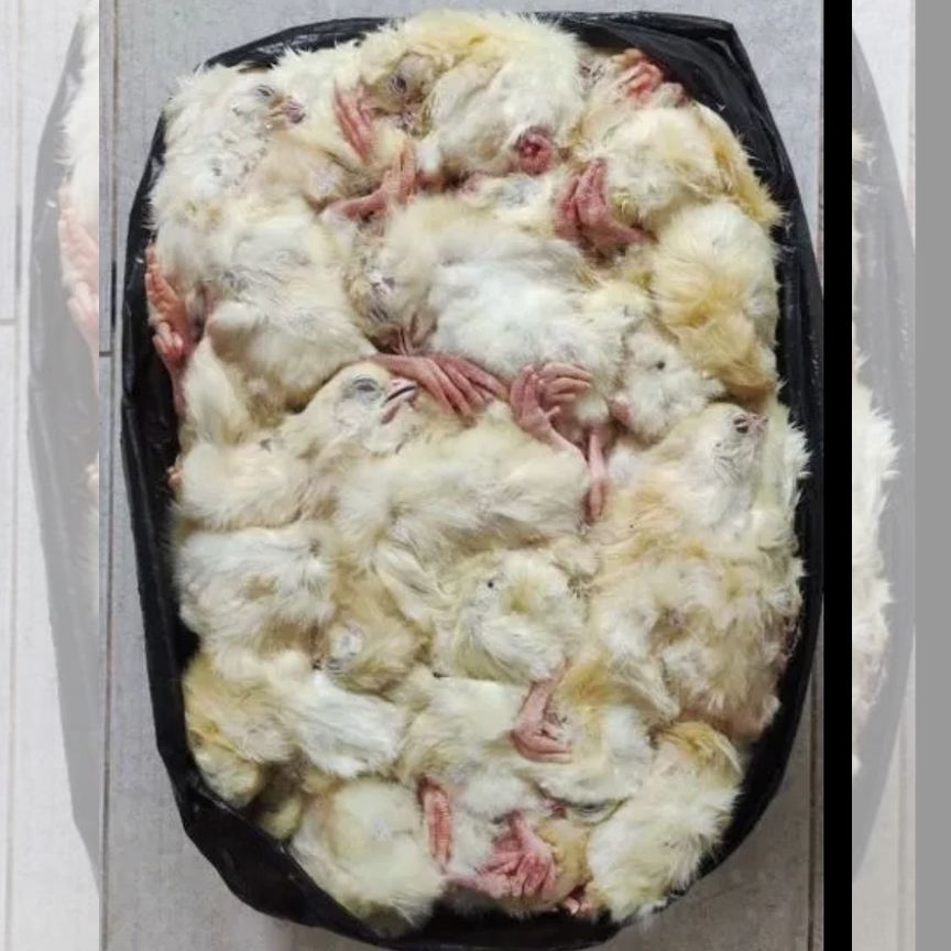 Цыплята суточные на корм кошкам