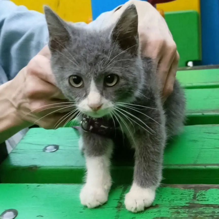 Русский голубой котёнок