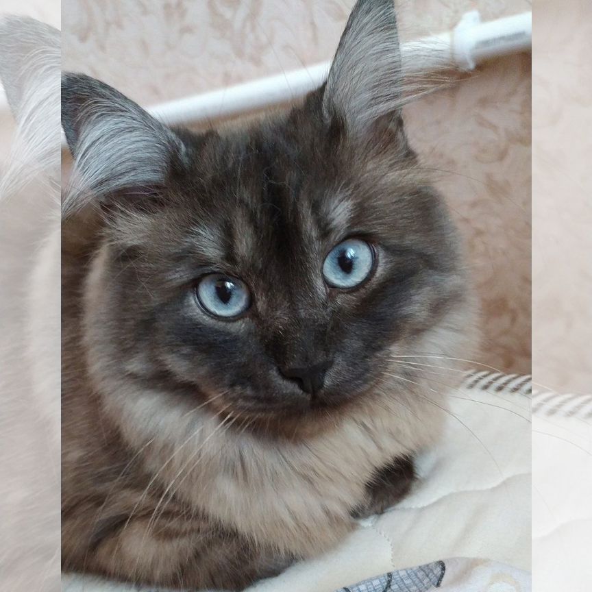 Отдам кота в добрые руки