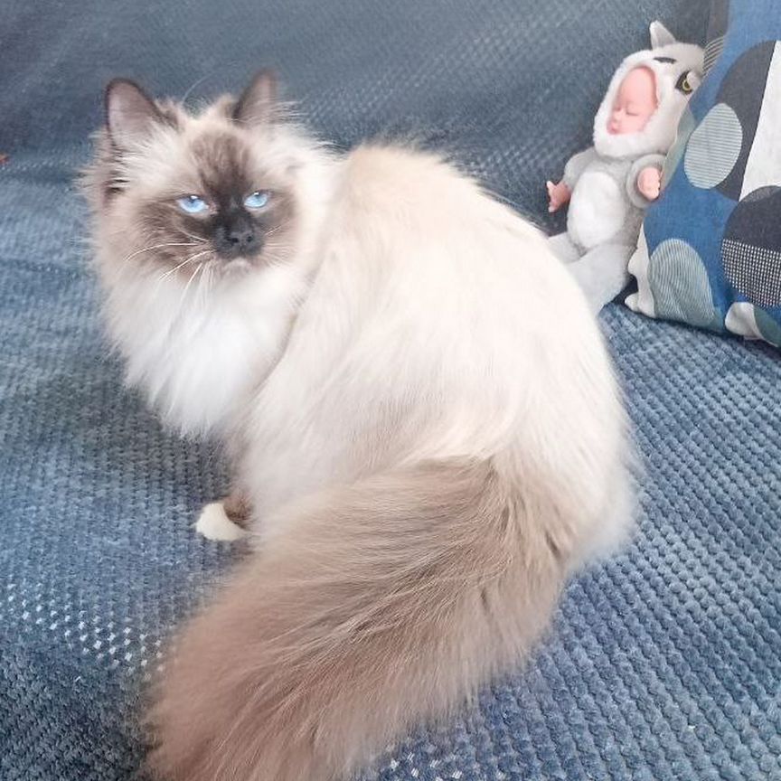 Невская кошечка WCF