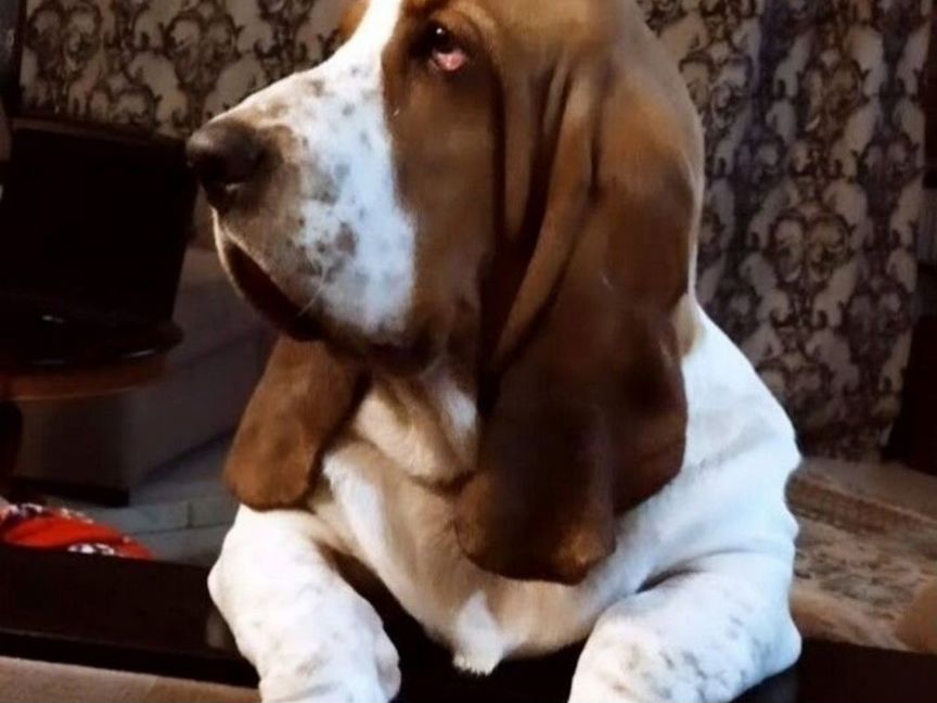 Фотосессия с собаками бассет хаунд