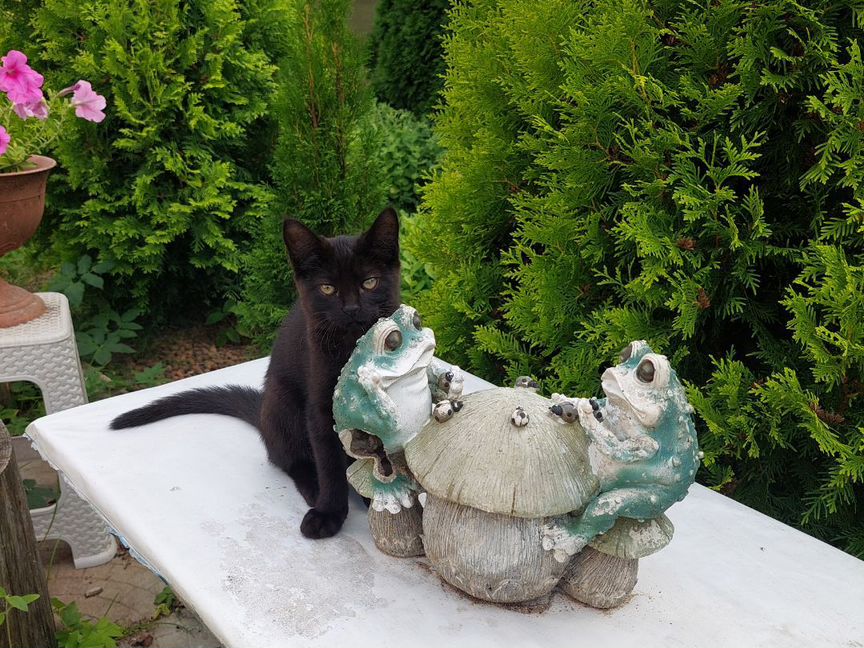 Котята 4 месяца