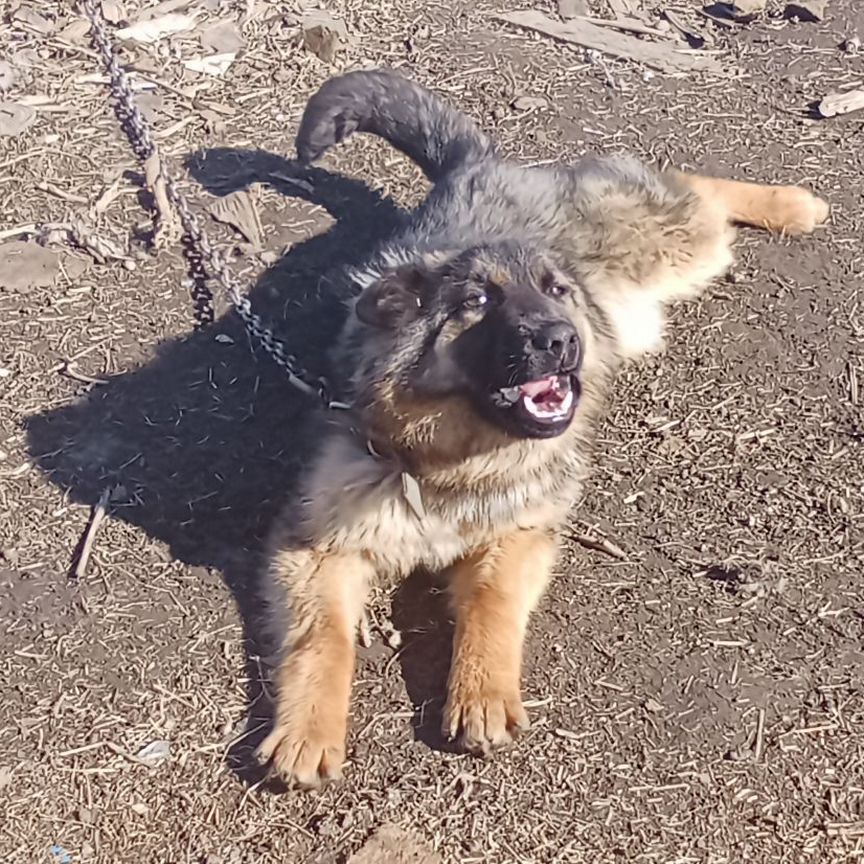 Немецкая овчарка, щенок