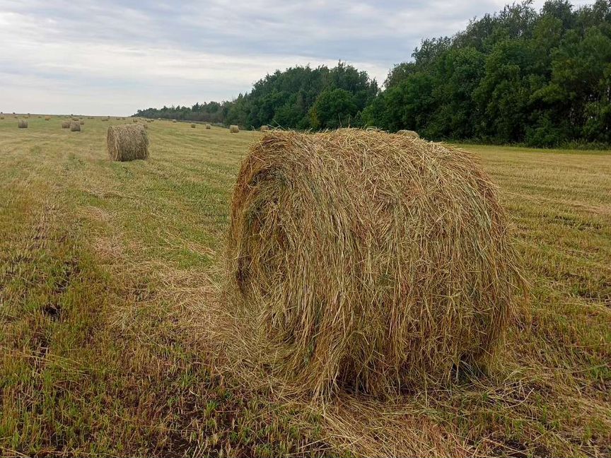 Сено суданка