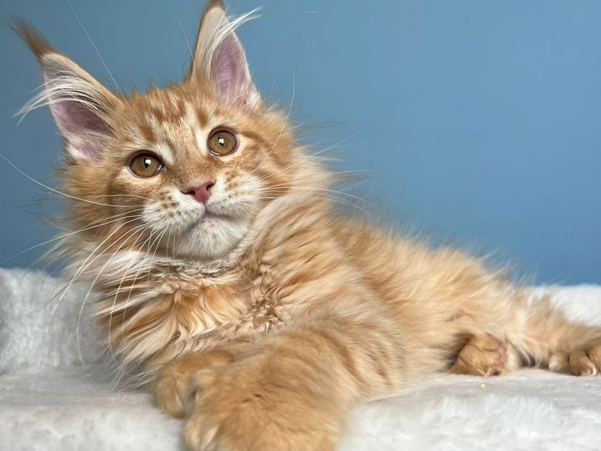 Мейн-кун подидакт Булочка