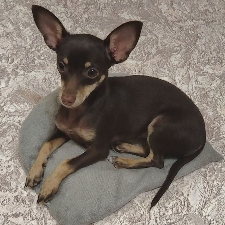 Русский той-терьер, щенок