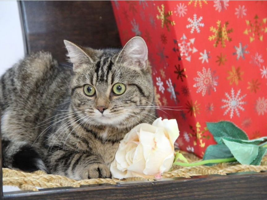 Милейшая кошечка подросток