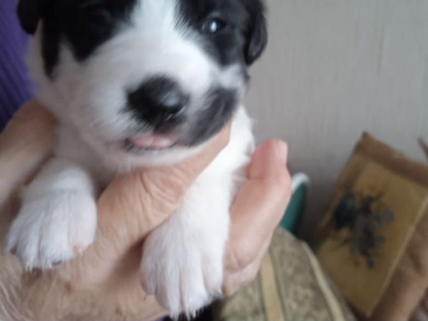 Отдам щенков в добрые руки бесплатно