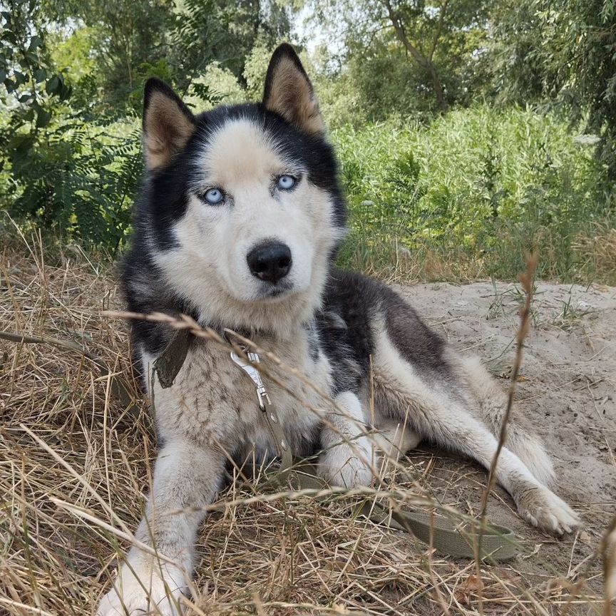 Сибирский хаски