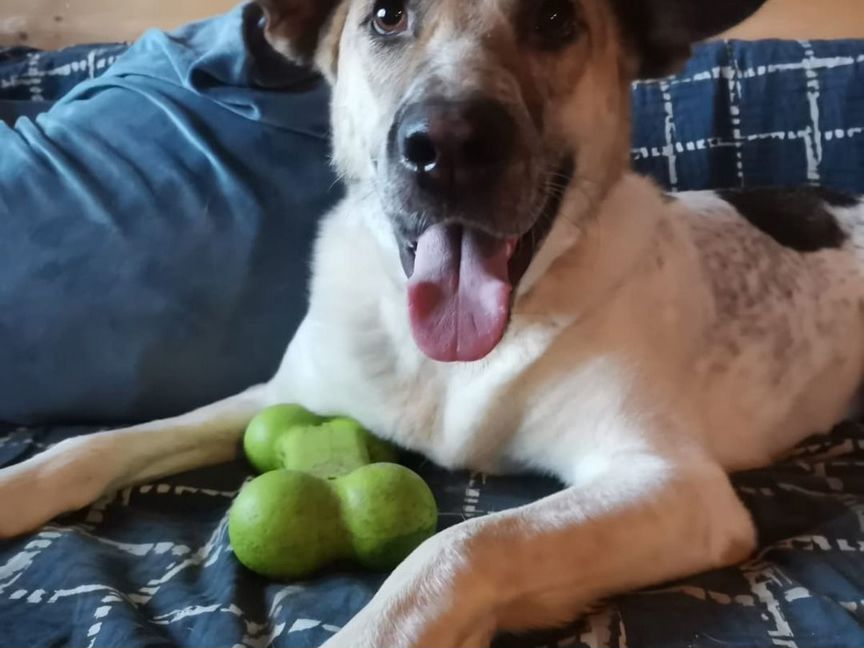 Красивая Бэлла ищет дом