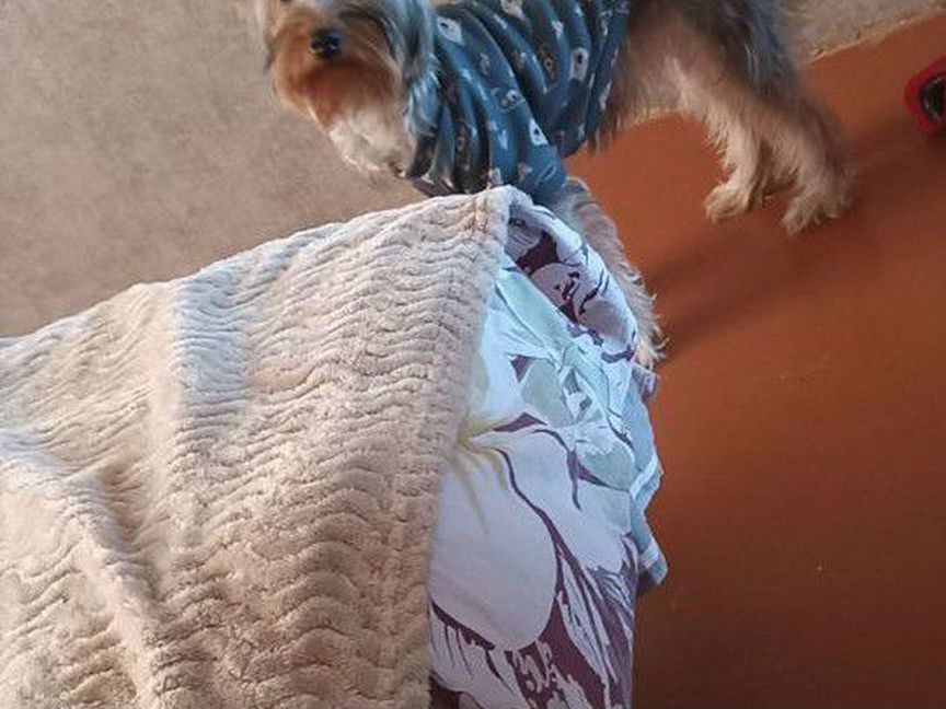 Йоркширский терьер сука