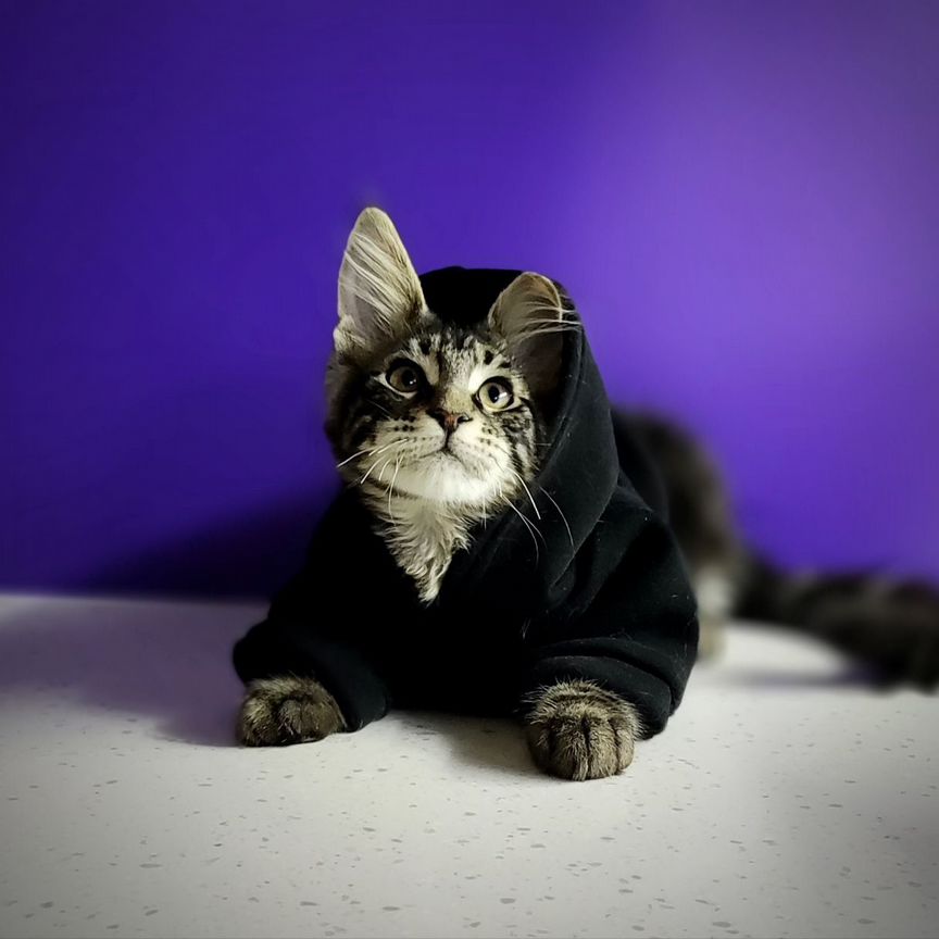 Котята мейн-кун