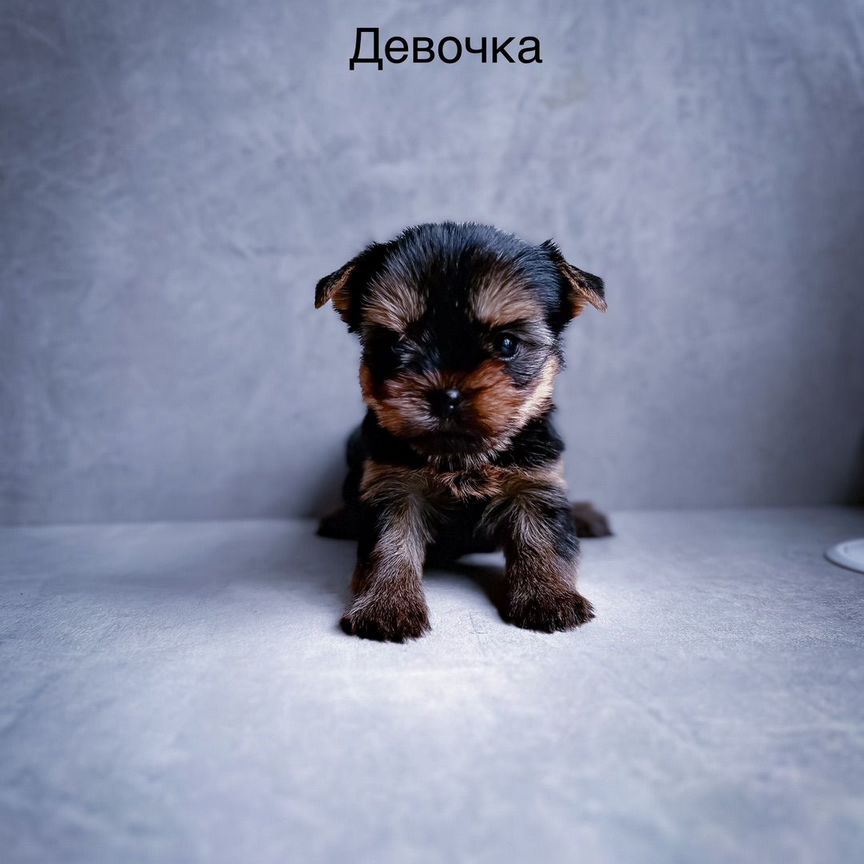 Йоркширский терьер щенки