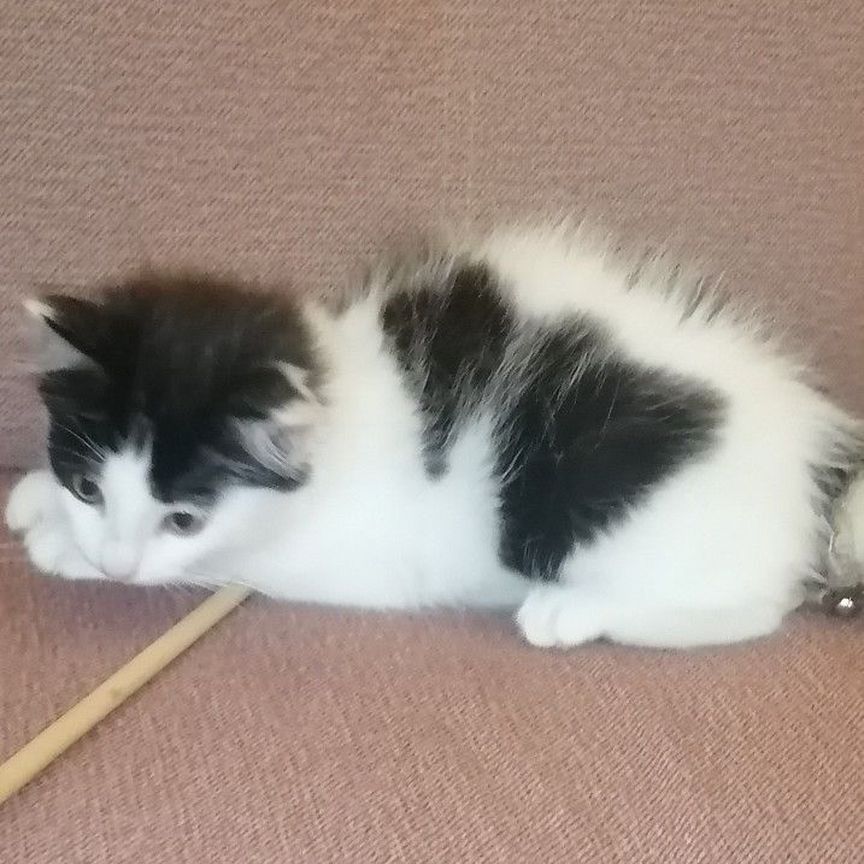 Котенок с двумя сердечками в добрые руки