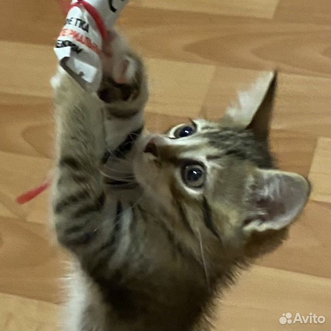Котик добряк мальчик полосатый